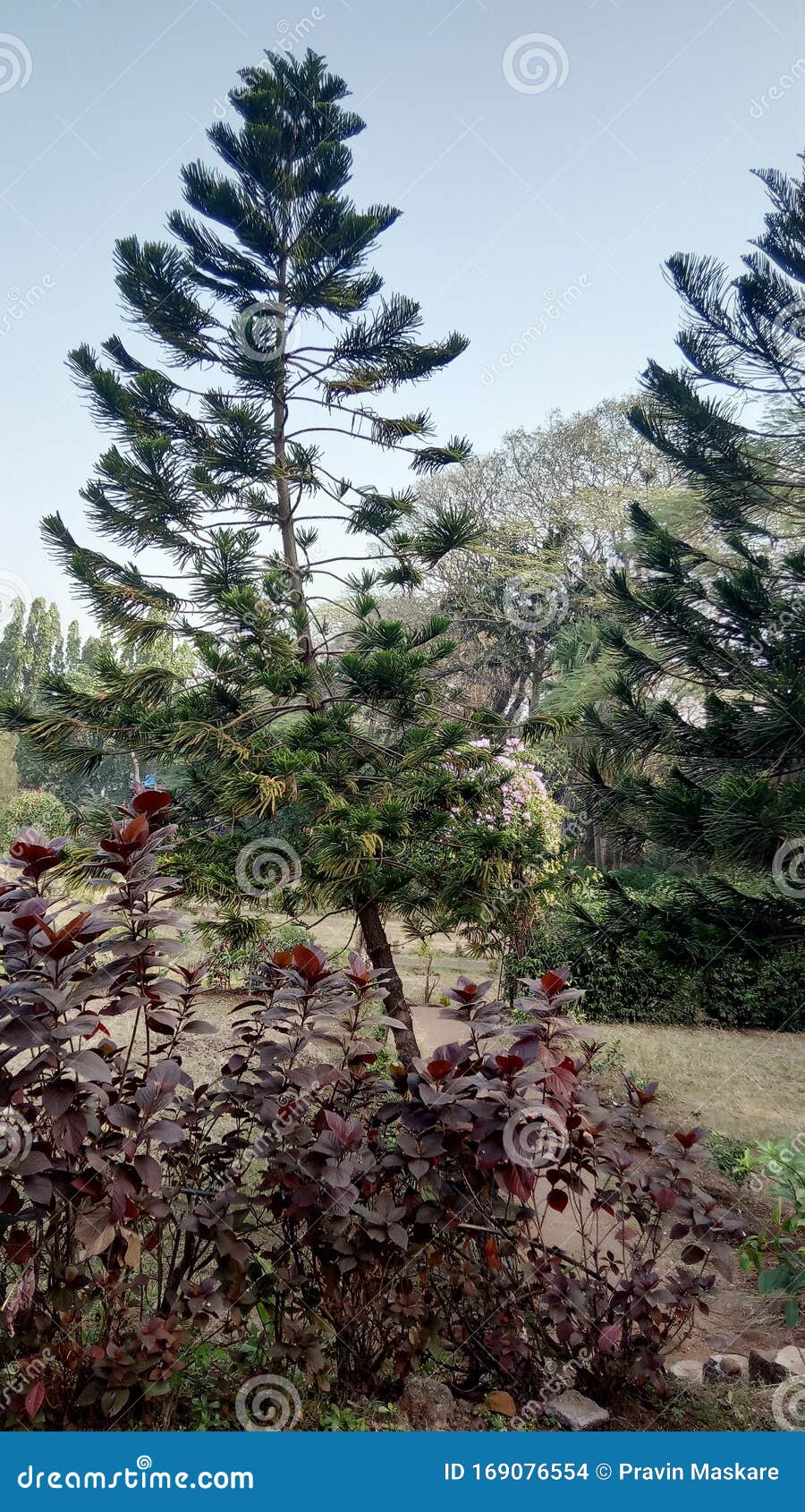 Green Trees Aarey Forest Mumbai Stock Photo - Image of green, forest ...