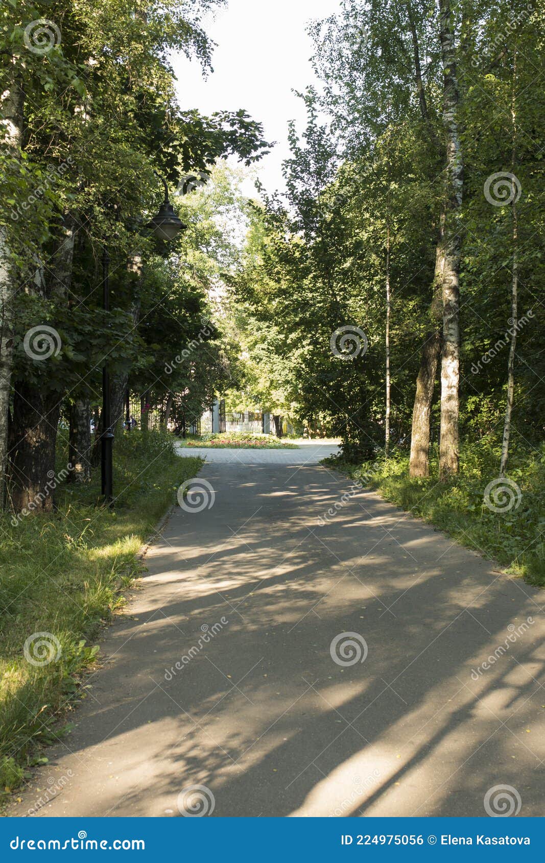Green Trees Along the Edge of the Road in the Park Stock Photo - Image ...