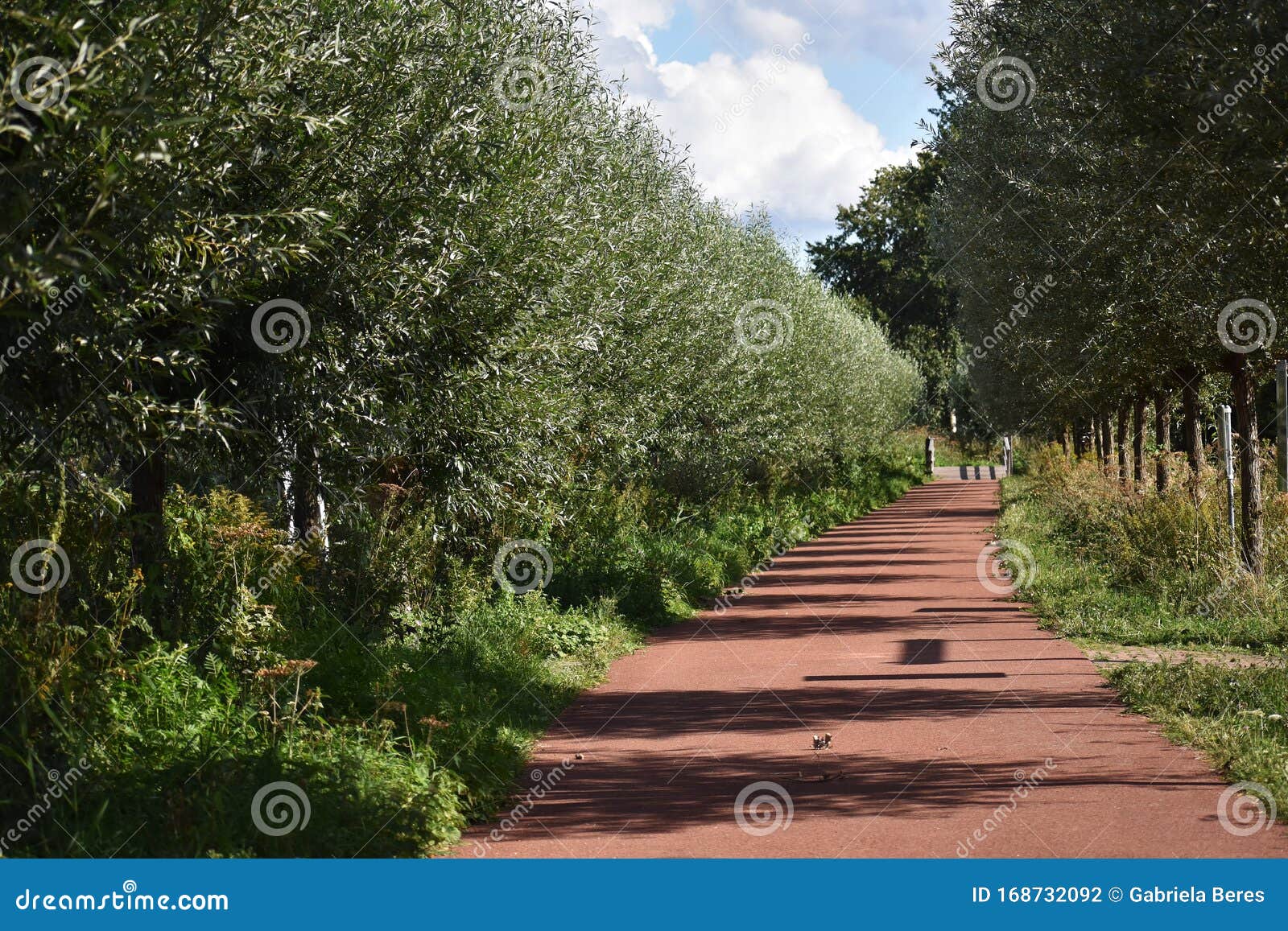Green Trees Along the Roadside. Stock Photo - Image of forest ...