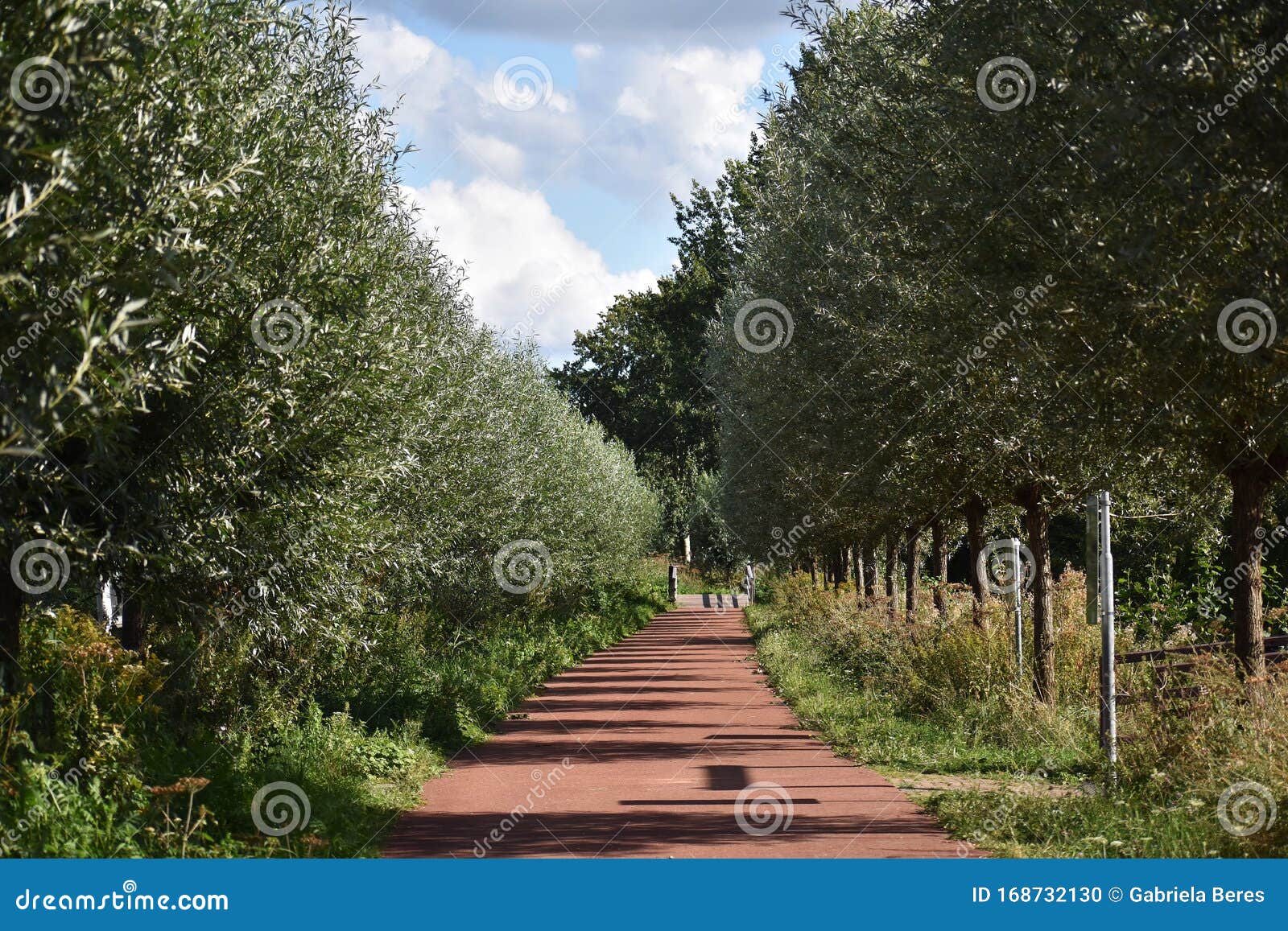 Green Trees Along the Roadside. Stock Photo - Image of distance ...