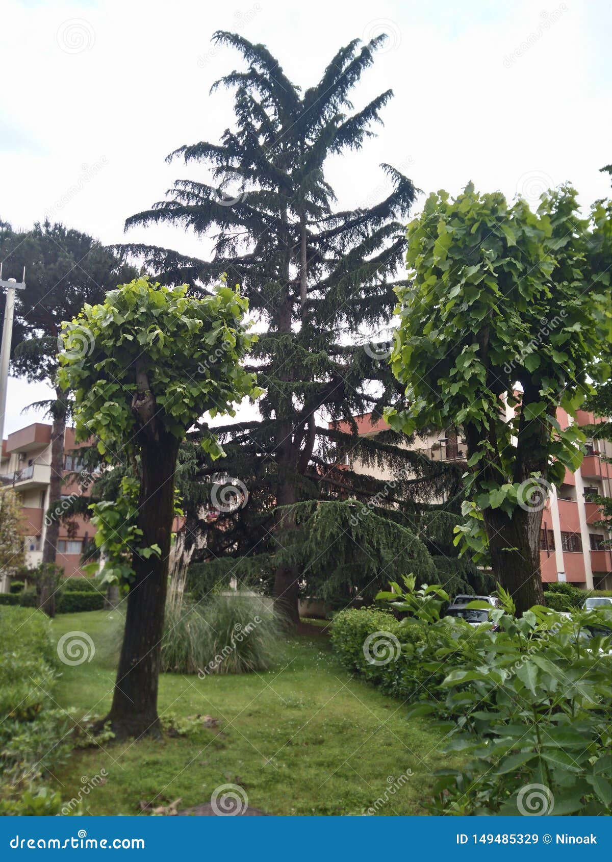 Green Trees Around Residential Buildings in Rome Stock Image - Image of ...