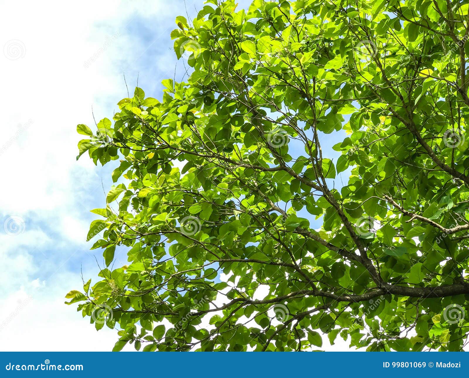 Green trees background stock image. Image of spring, energy - 99801069