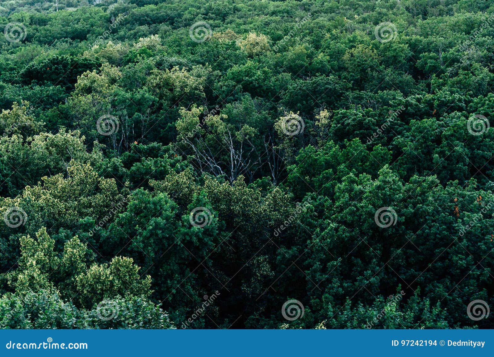 Green Trees Background, Pattern, Texture. Aerial View Stock Photo ...
