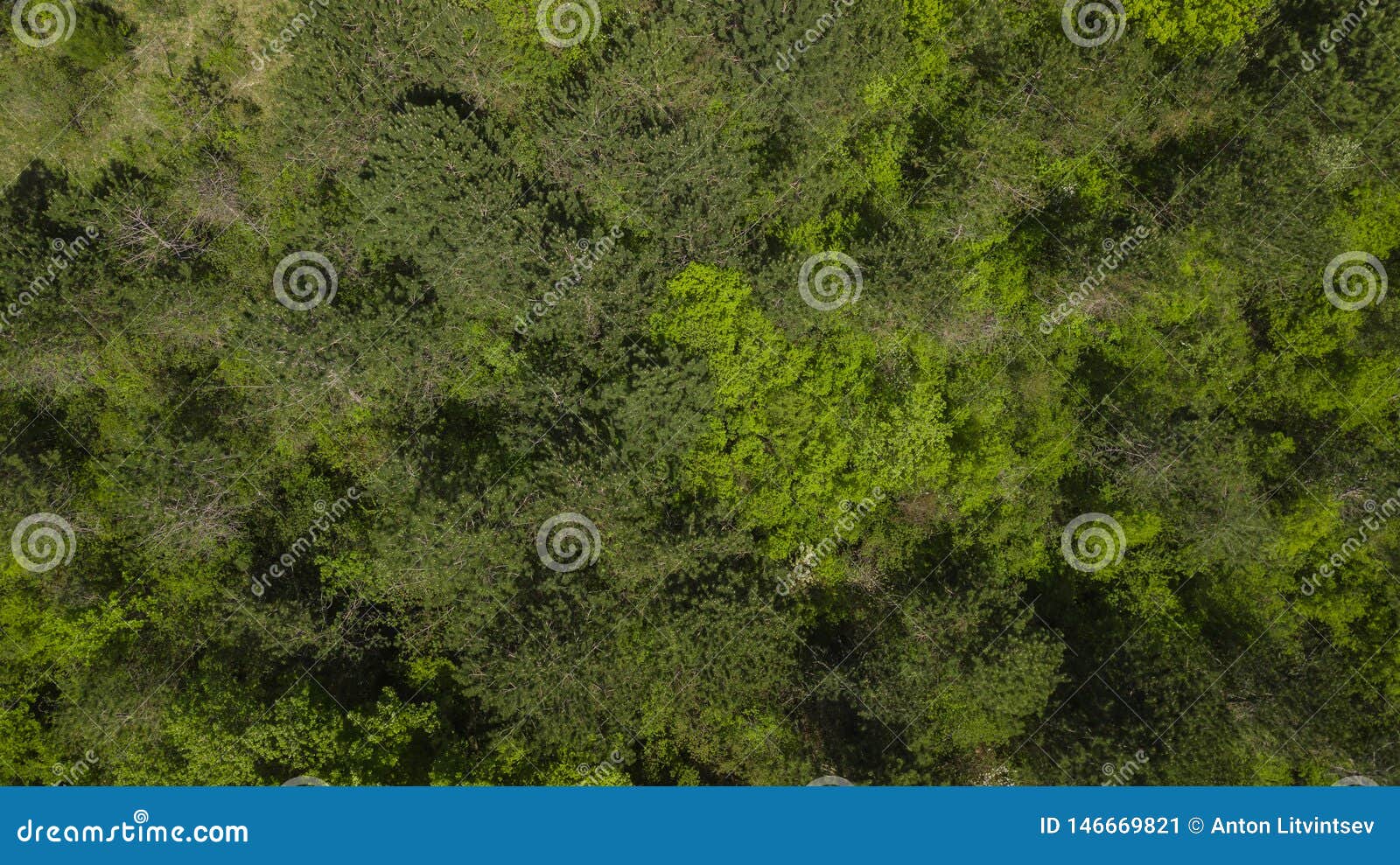 Green Trees Background Top Down View Texture Stock Image - Image of ...