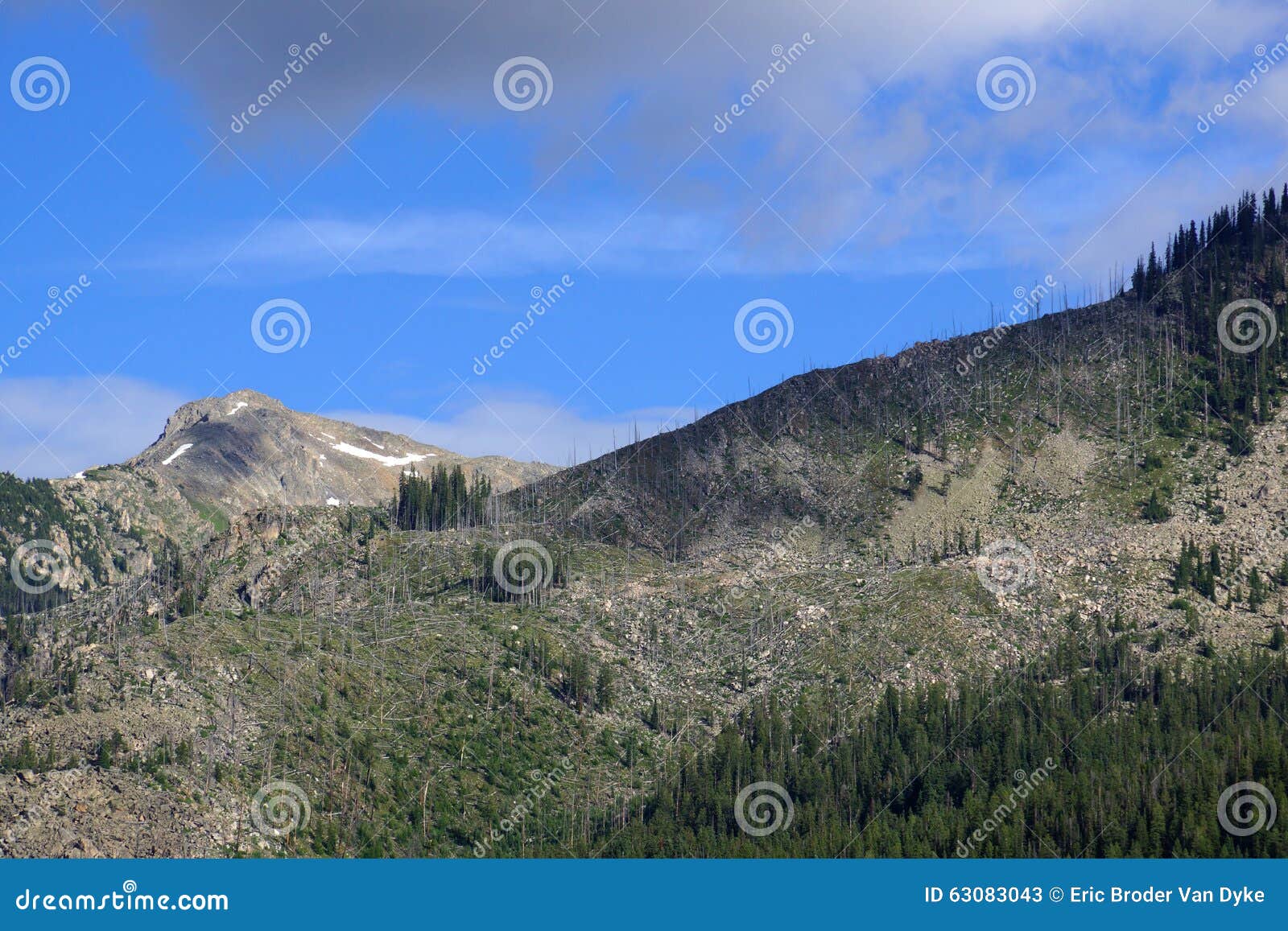 Green Trees and Bare Trees in the Mountains of Independence Pass Stock ...
