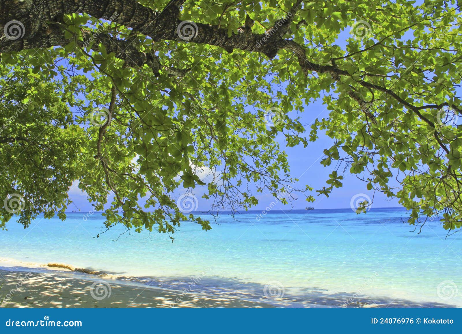 Green Trees on the beach. stock photo. Image of serene - 24076976