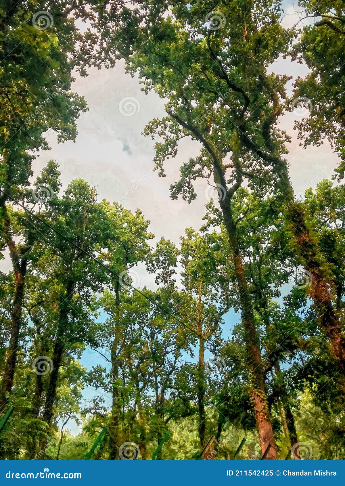 Green Trees with a Blue Sky Stock Image - Image of bengal, love: 211542425