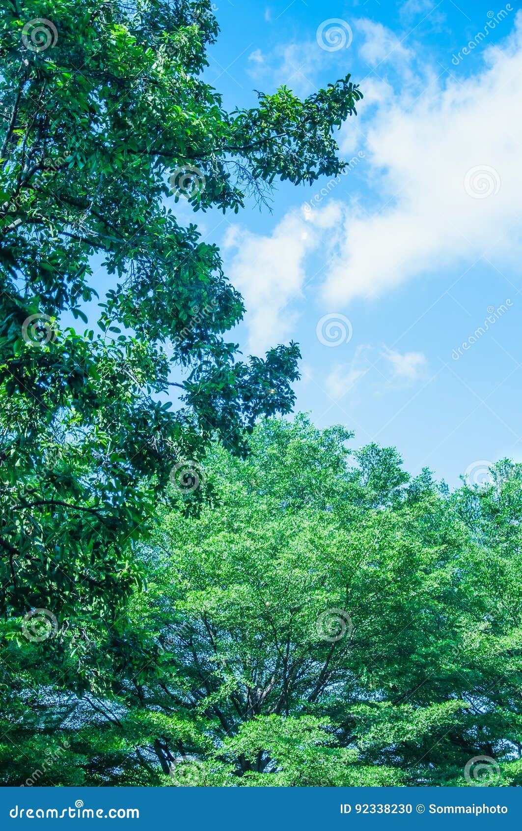 Green trees and blue sky stock photo. Image of natural - 92338230