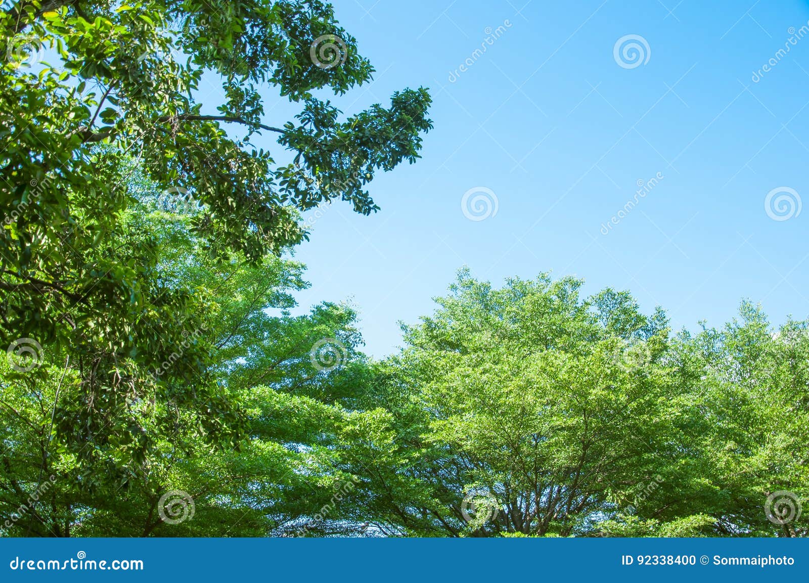 Green trees and blue sky stock photo. Image of tree, horizon - 92338400