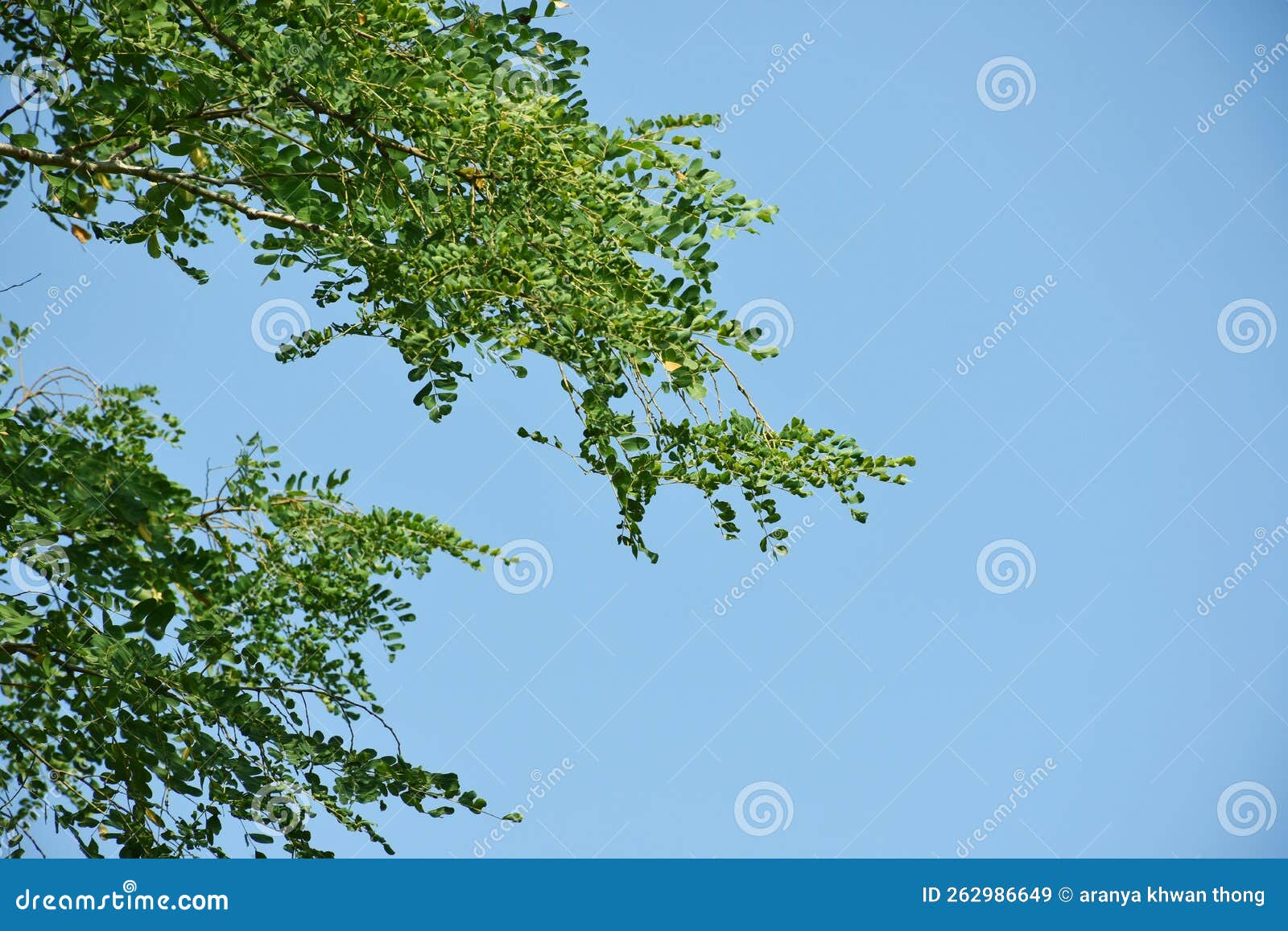 Green Trees with Blue Sky, Bright, Beautiful Naturally Stock Image ...
