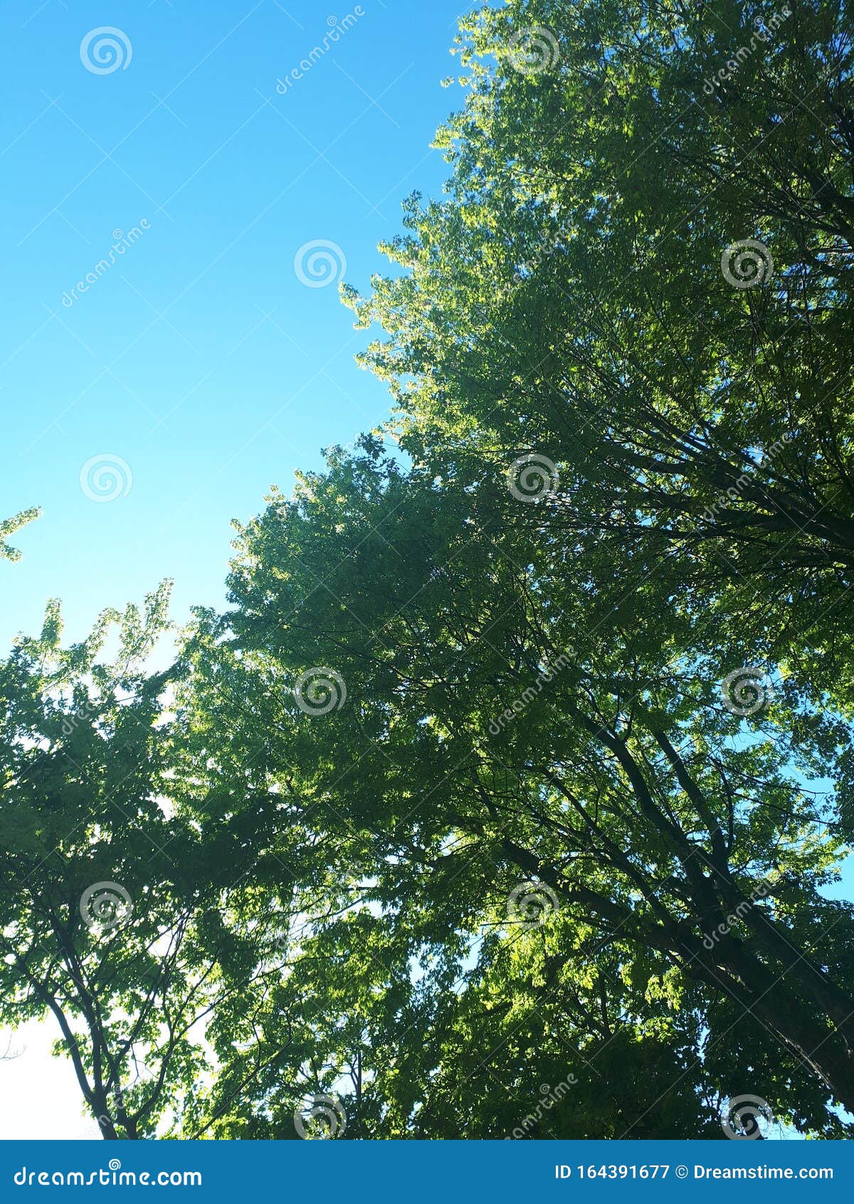 Green trees and blue sky stock image. Image of nature - 164391677