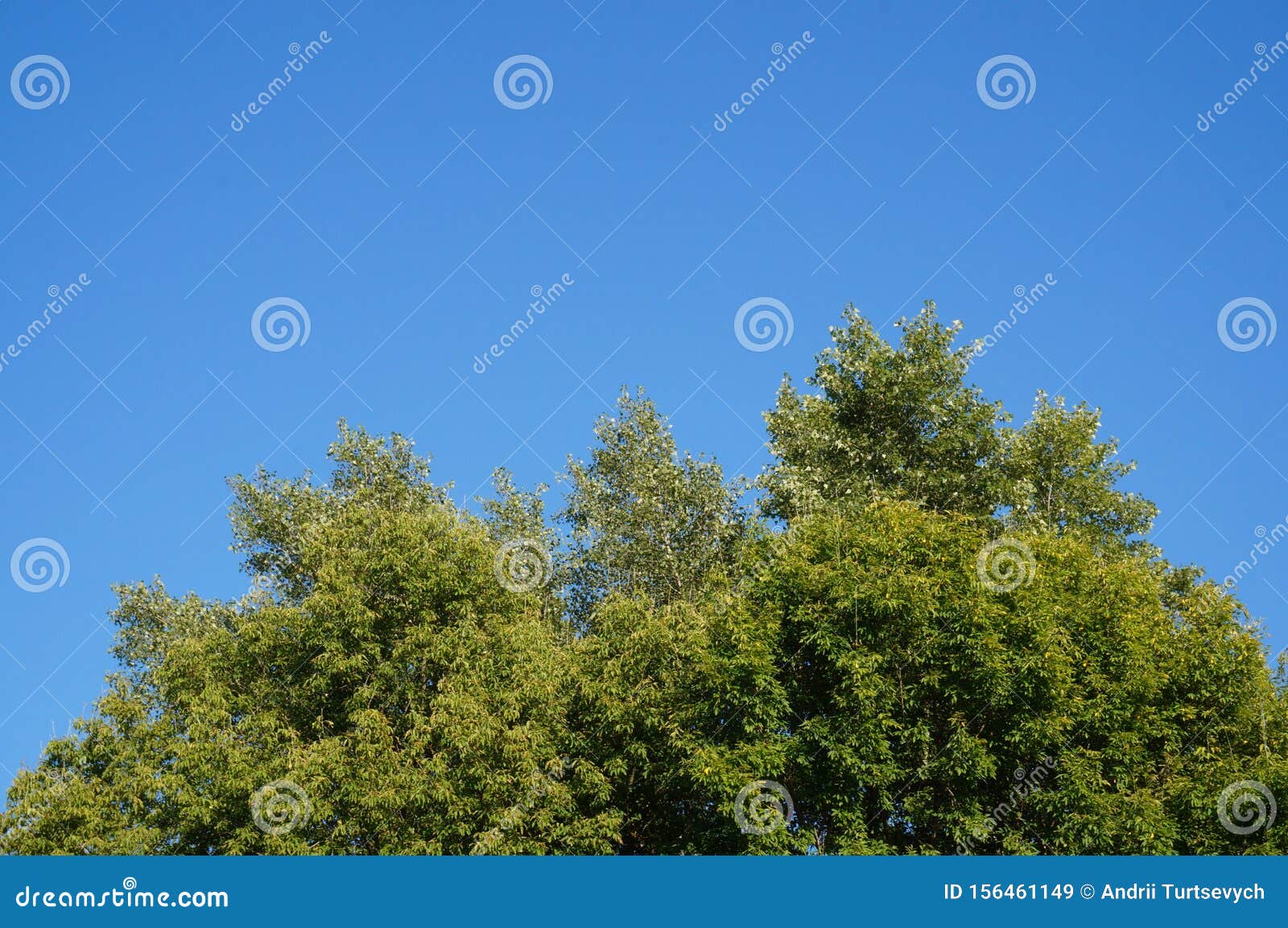 Green trees and blue sky stock image. Image of outdoors - 156461149