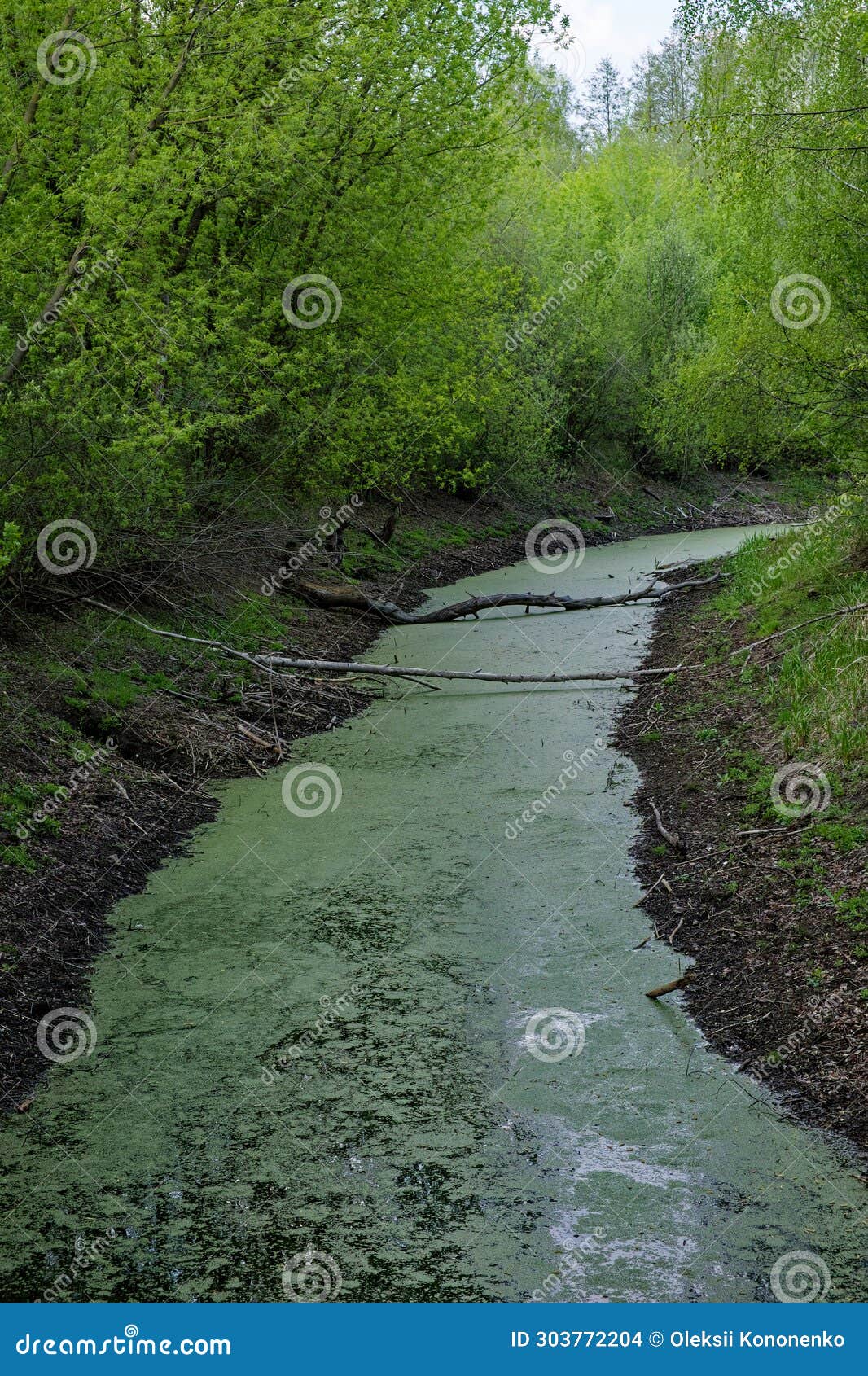 Green Trees Border a Small, Winding, Murky Waterway Stock Photo - Image ...