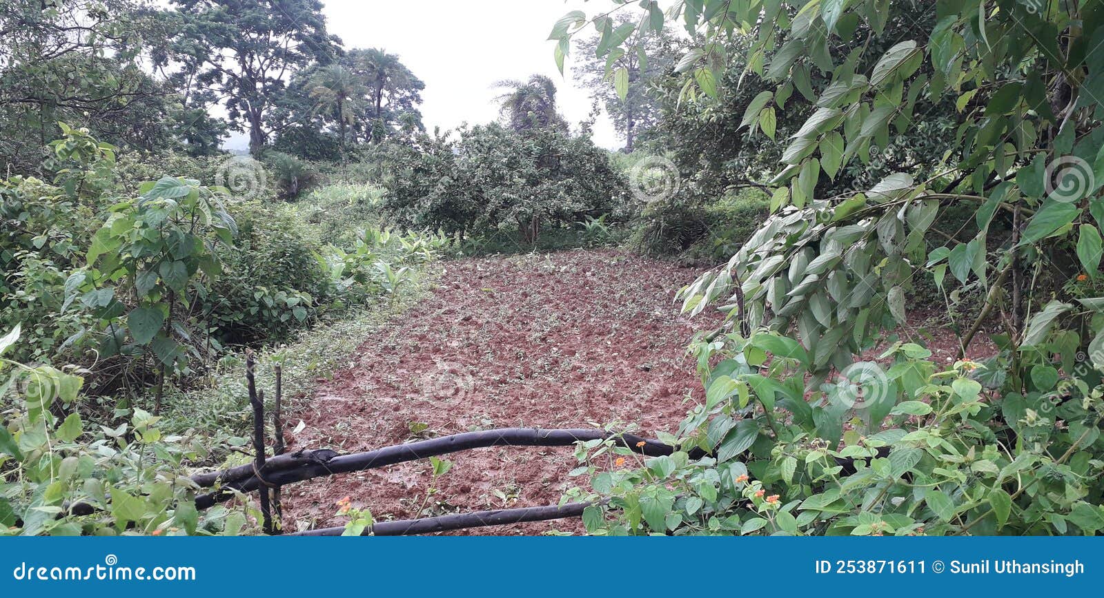 Green Trees and Bushes Around Clean Ploughed Field Stock Image - Image ...