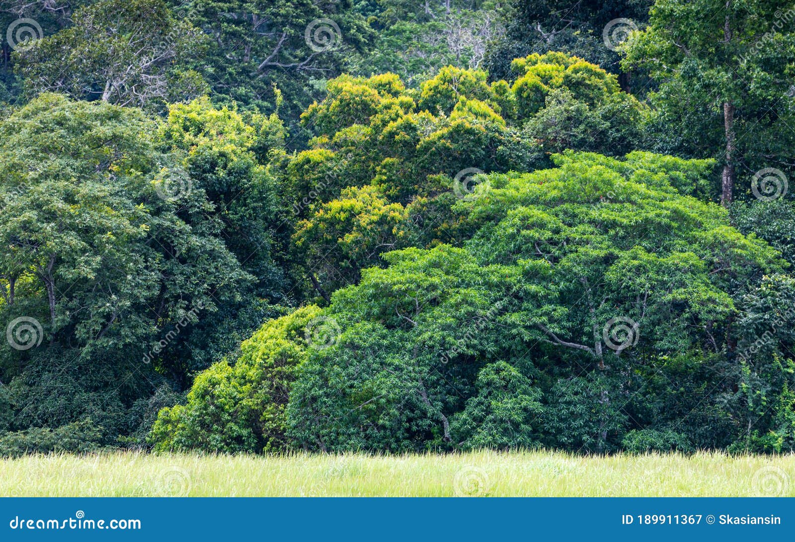 Green Trees and Bushes Inside Tropical Rainforest Stock Image - Image ...