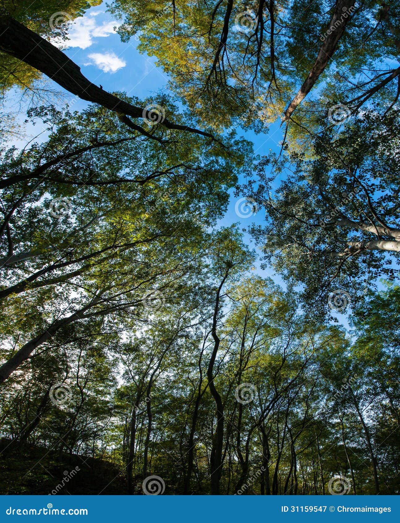 Green Trees Canopy stock image. Image of clear, converging - 31159547