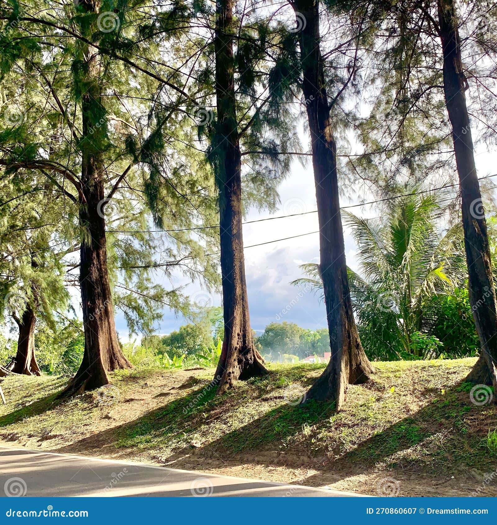 Green trees stock image. Image of green, cool, trees - 270860607