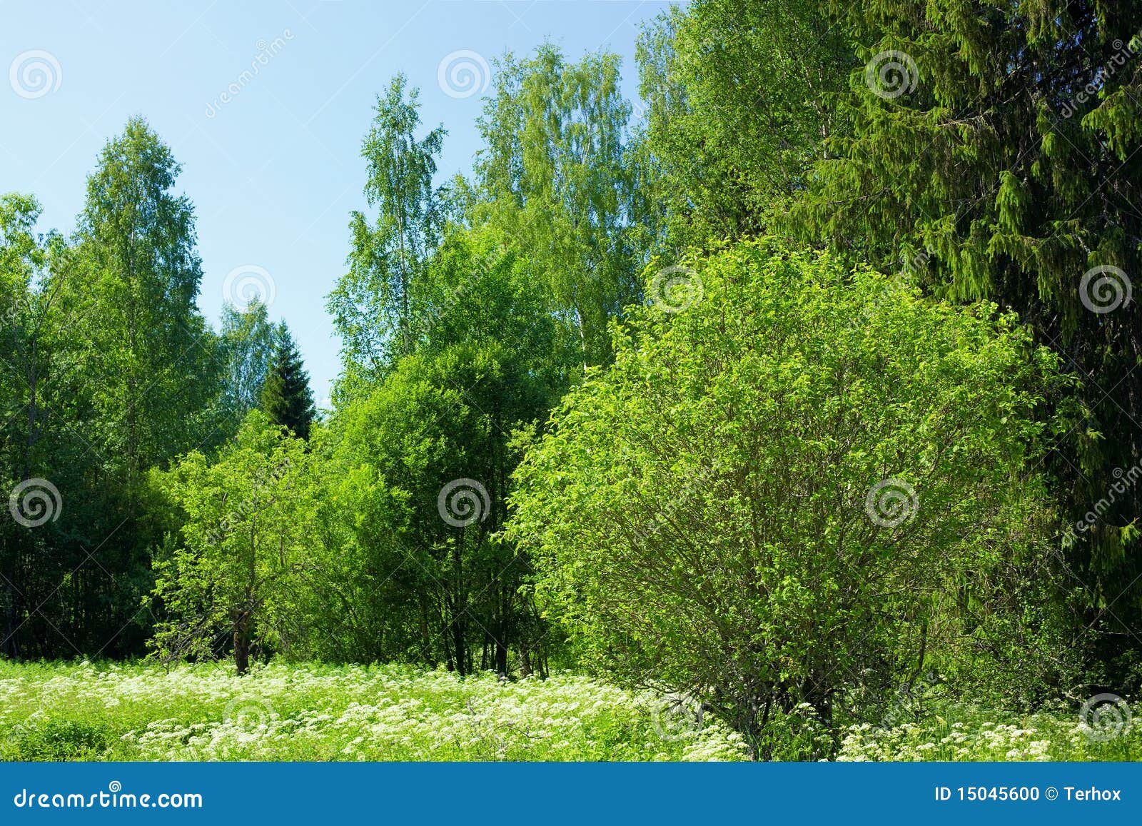 Green trees in countryside stock photo. Image of nature - 15045600
