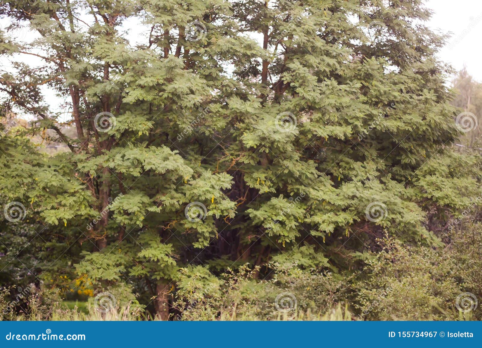 Green trees in countryside stock image. Image of trees - 155734967