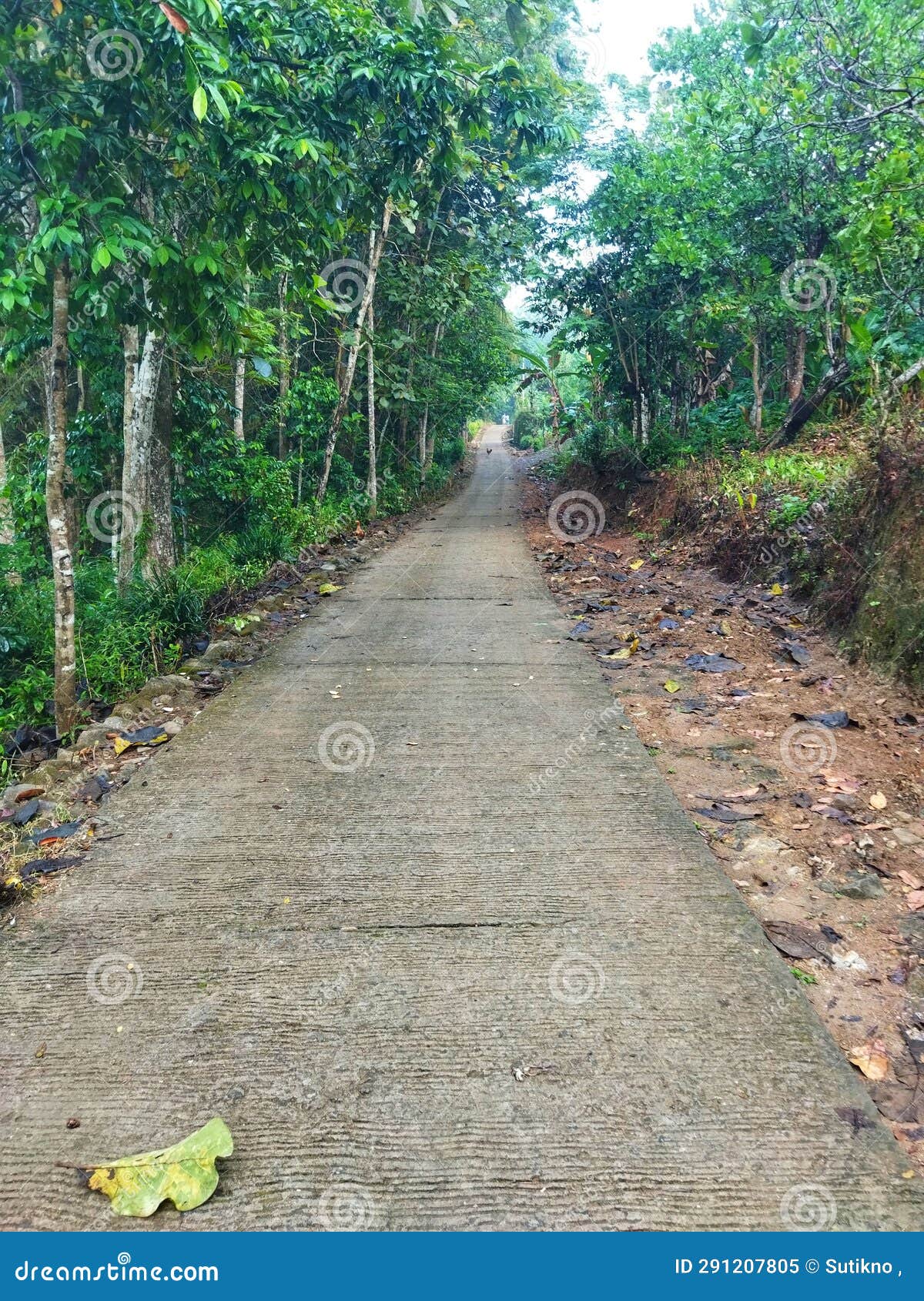 Green Trees on Either Side of the Road Towards the Mountains, Wonogiri ...