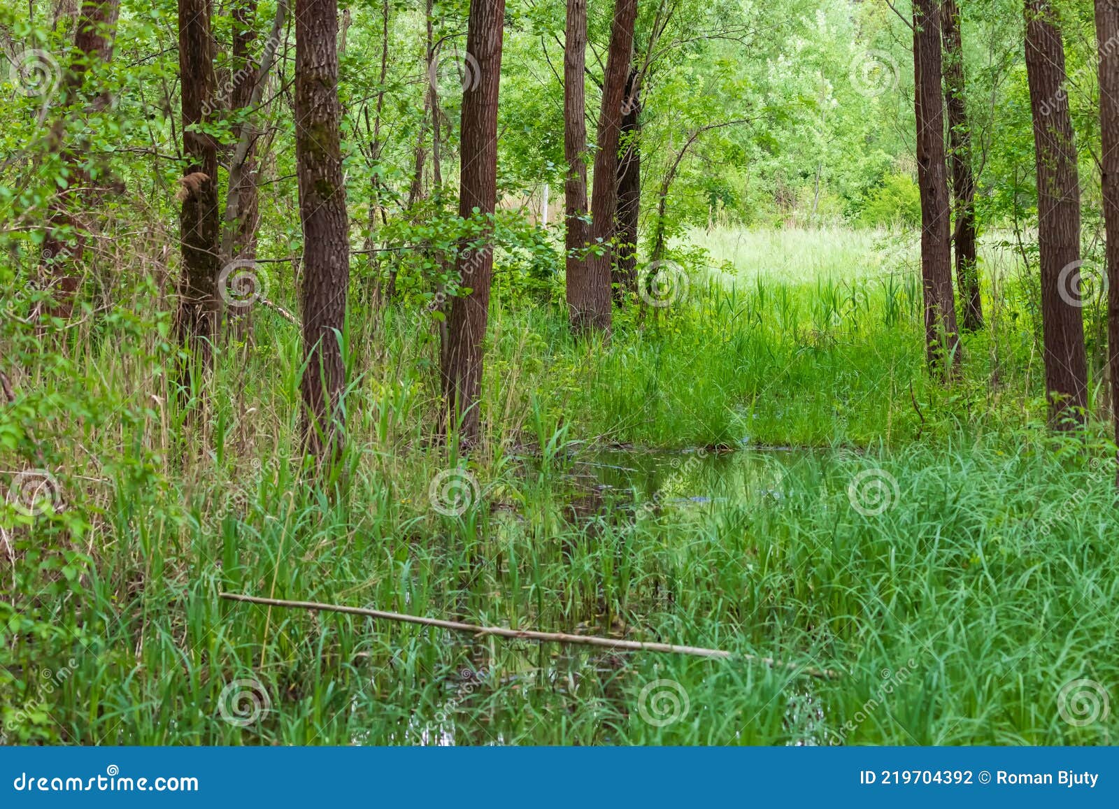 Green Trees of Floodplain Forest. There is Water between the Trees ...