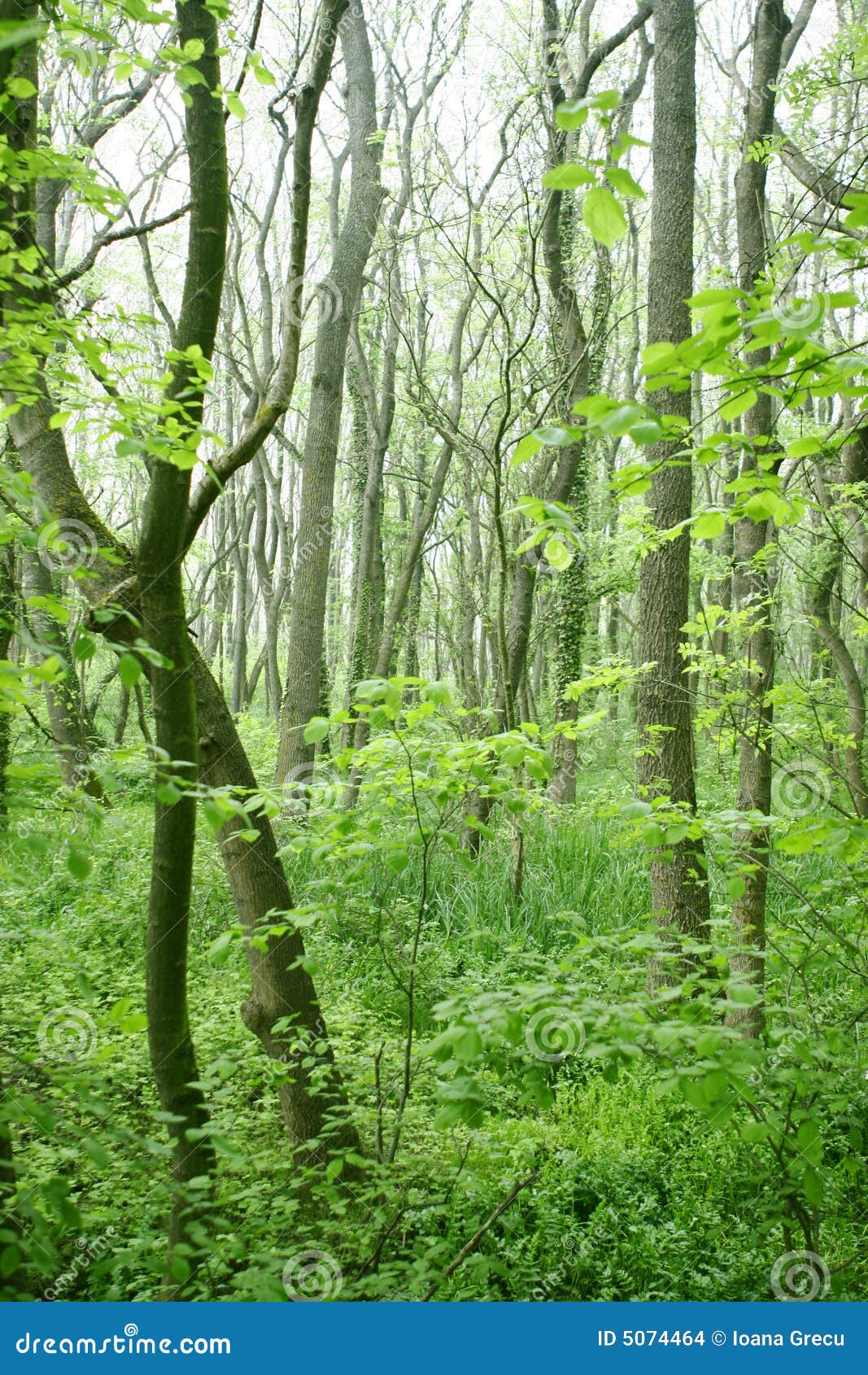 Green trees forest stock photo. Image of curled, forest - 5074464