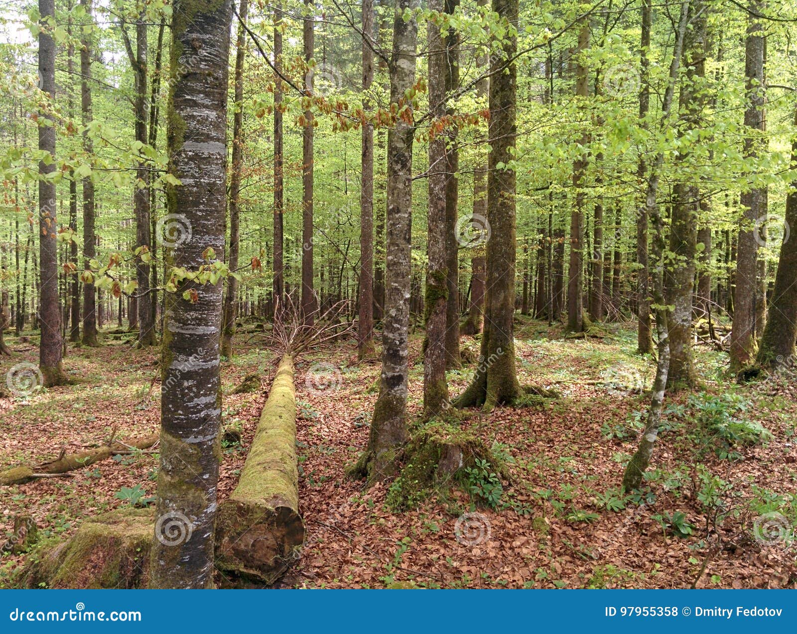 Green Trees in the Forest with a Big Old Tree Laying on the Ground ...