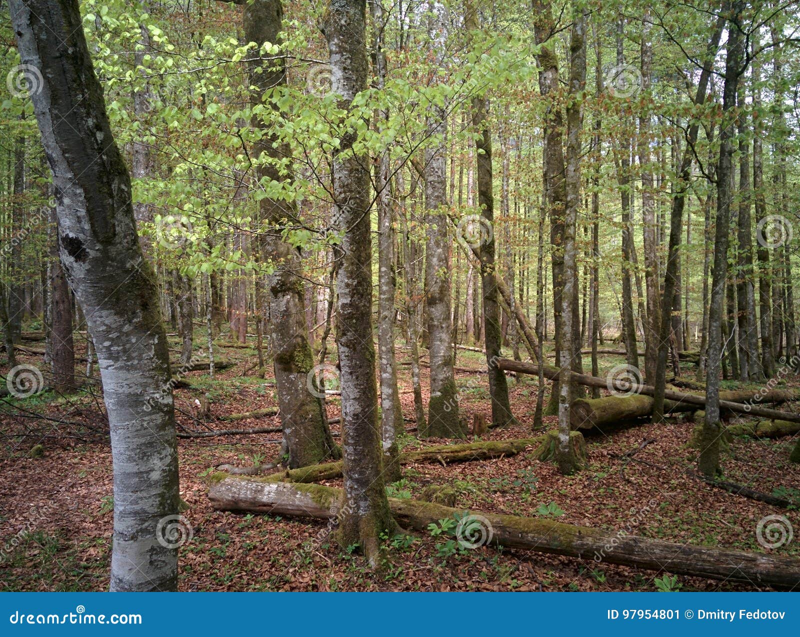 Green Trees in the Forest with an Old Trees Laying on the Ground Stock ...