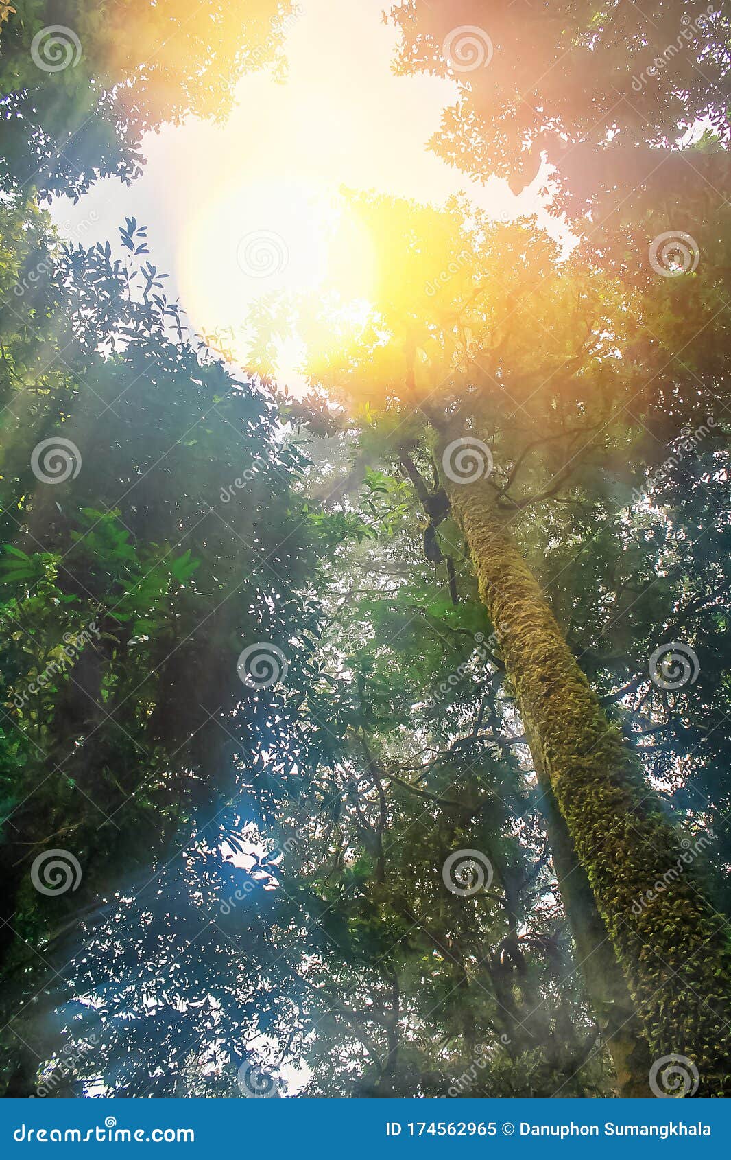 Green Trees in the Forest and Orange Light that Shines from the Sun ...
