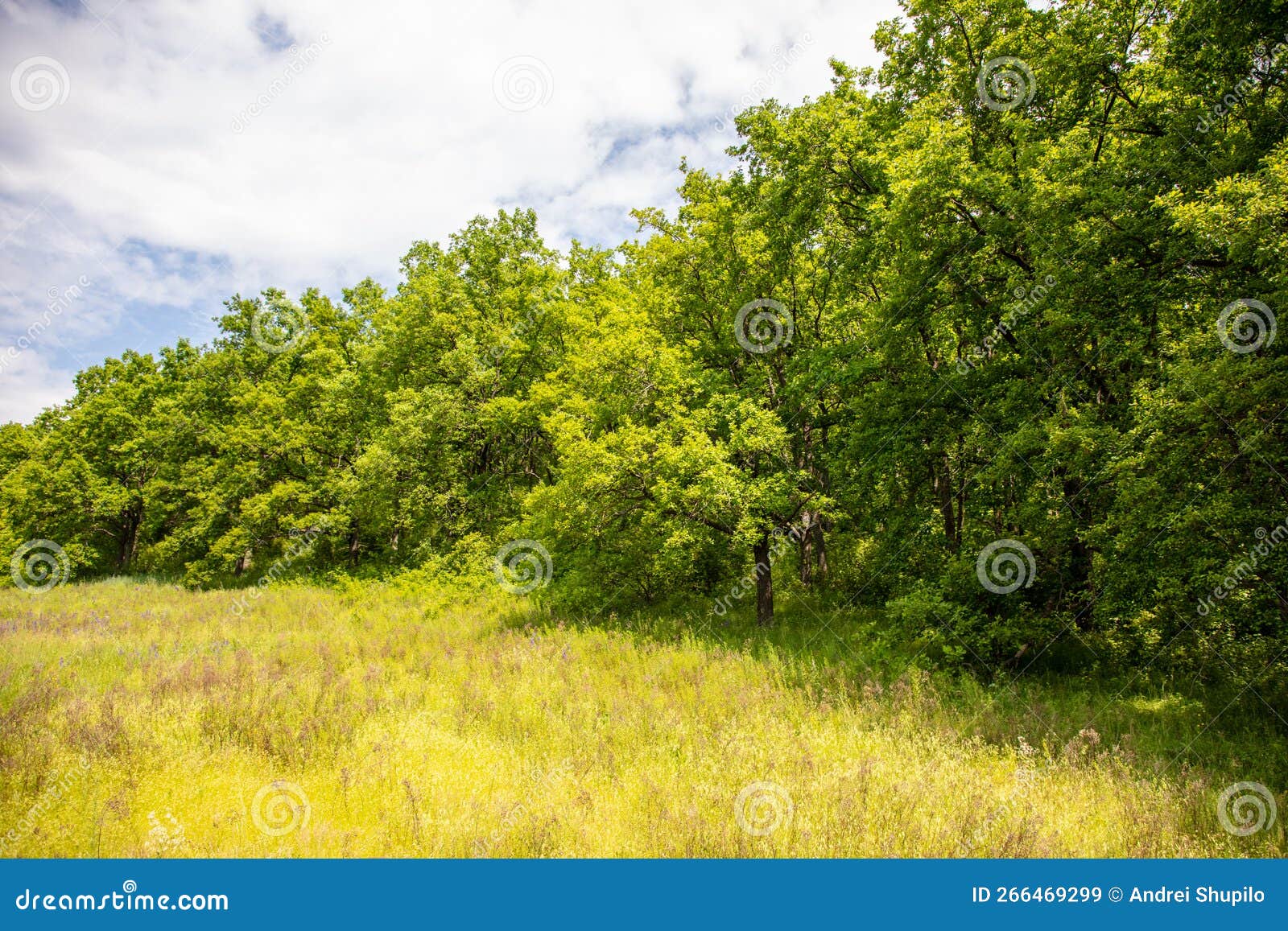 Green Trees in the Forest in Summer. Stock Image - Image of panorama ...