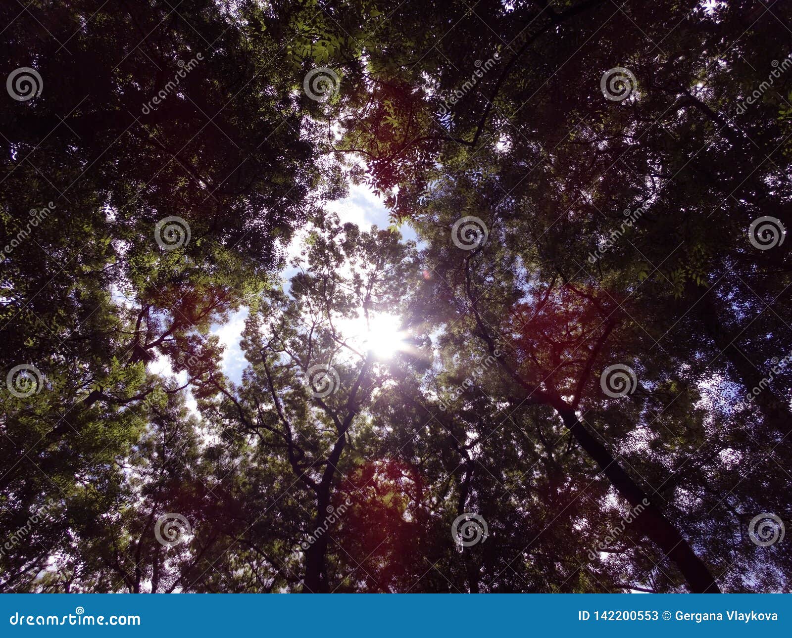 Green Trees in a Forest View from Below Stock Image - Image of view ...