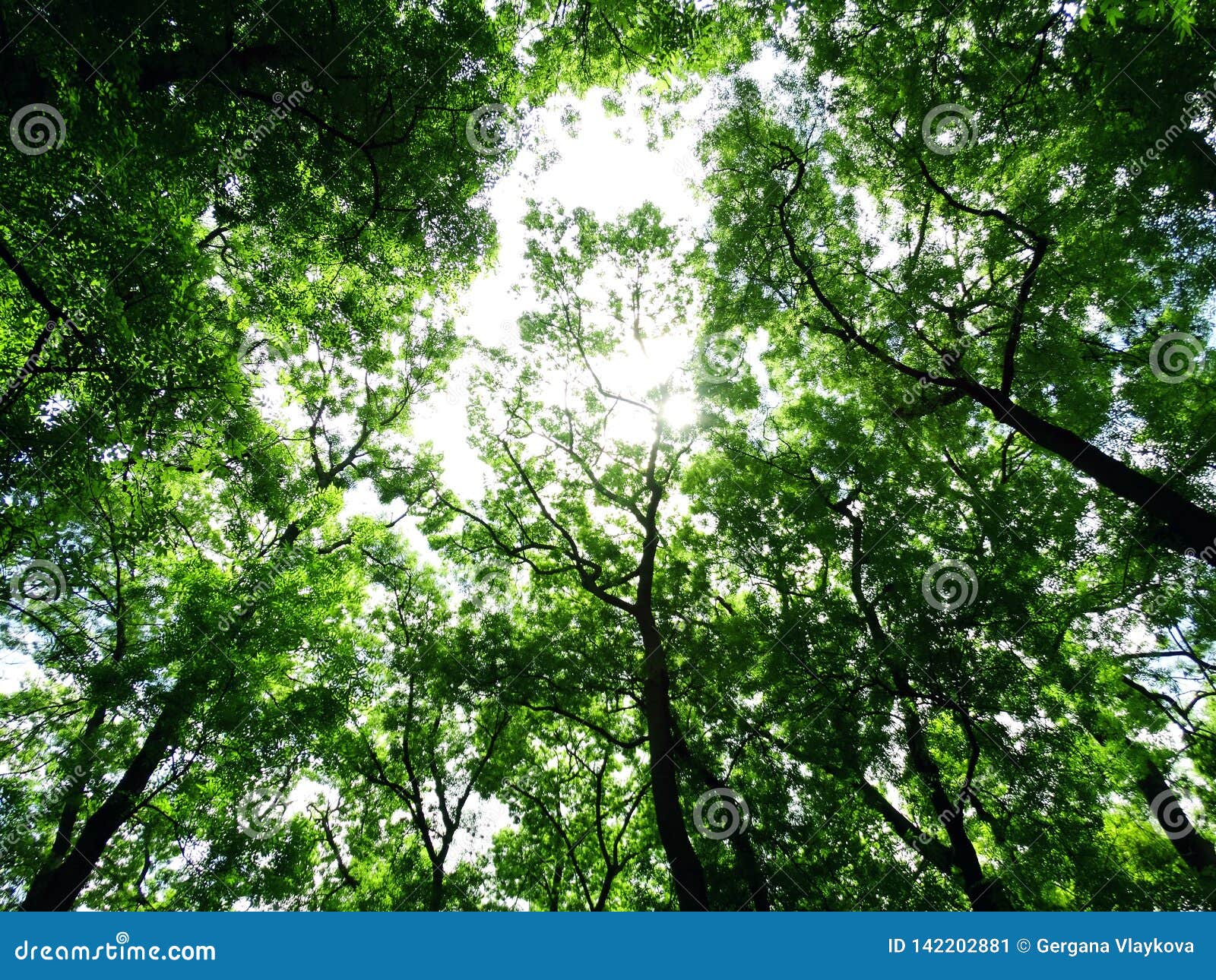 Green Trees in a Forest View from Below Stock Image - Image of bark ...