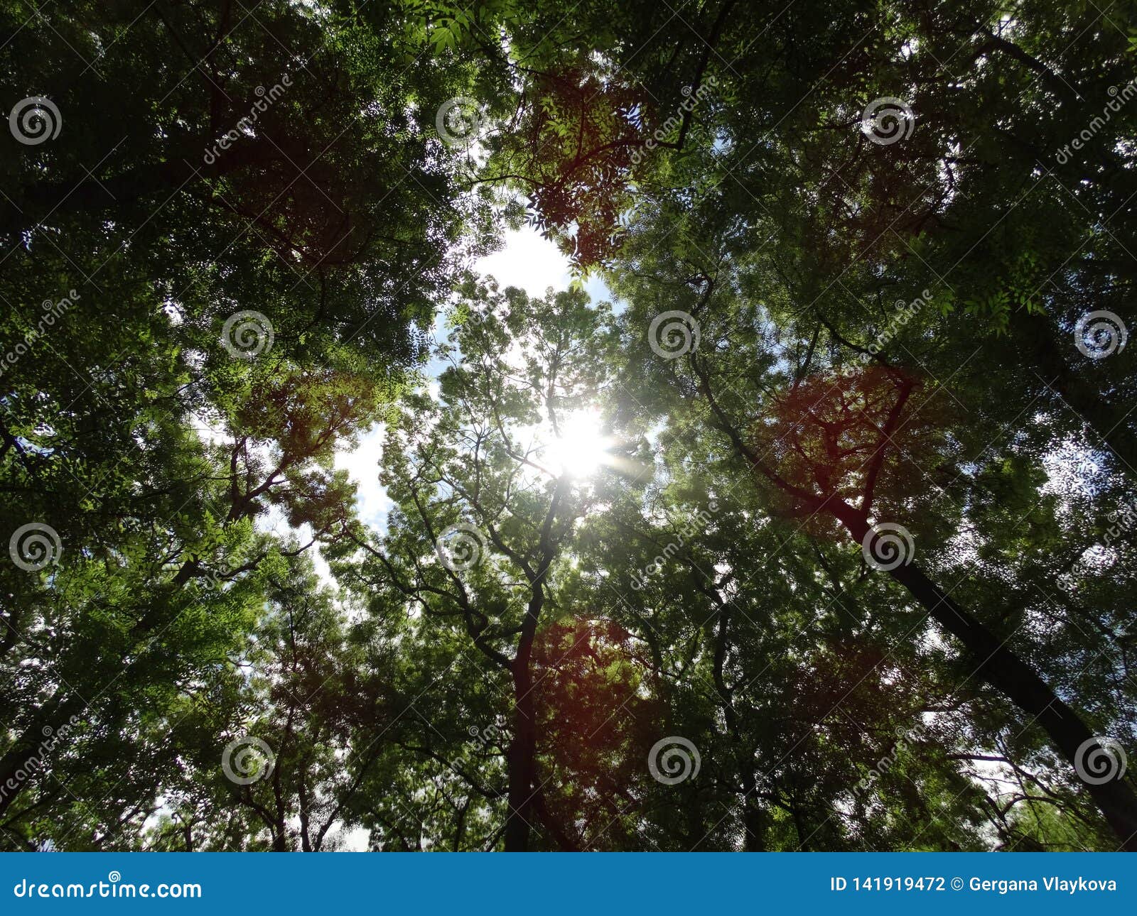 Green Trees in a Forest View from Below Stock Photo - Image of spring ...