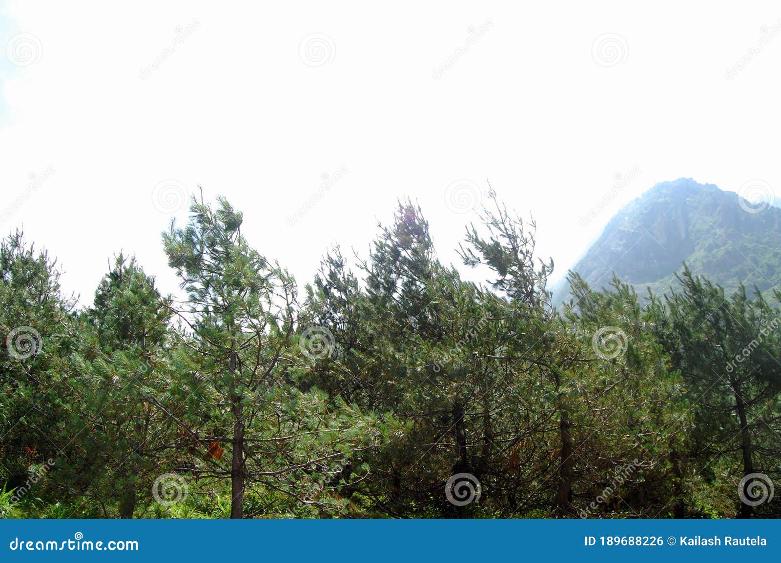 Green Trees of the Forest in the Wind Stock Photo - Image of mountain ...
