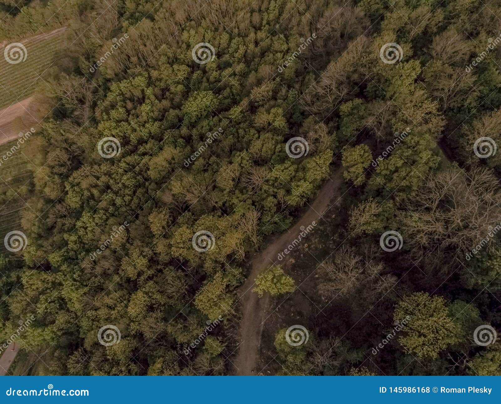 Green Trees and Forests from the Air from Above Stock Photo - Image of ...