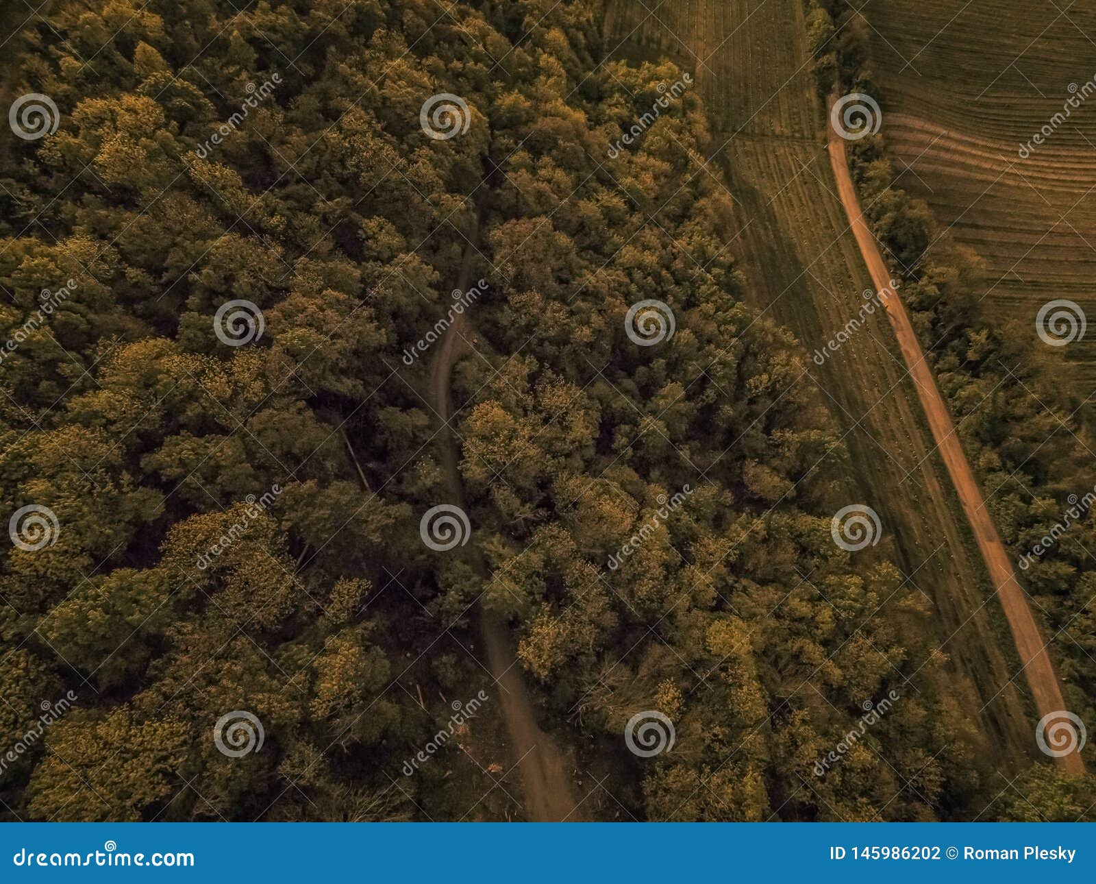 Green Trees and Forests from the Air from Above Stock Photo - Image of ...