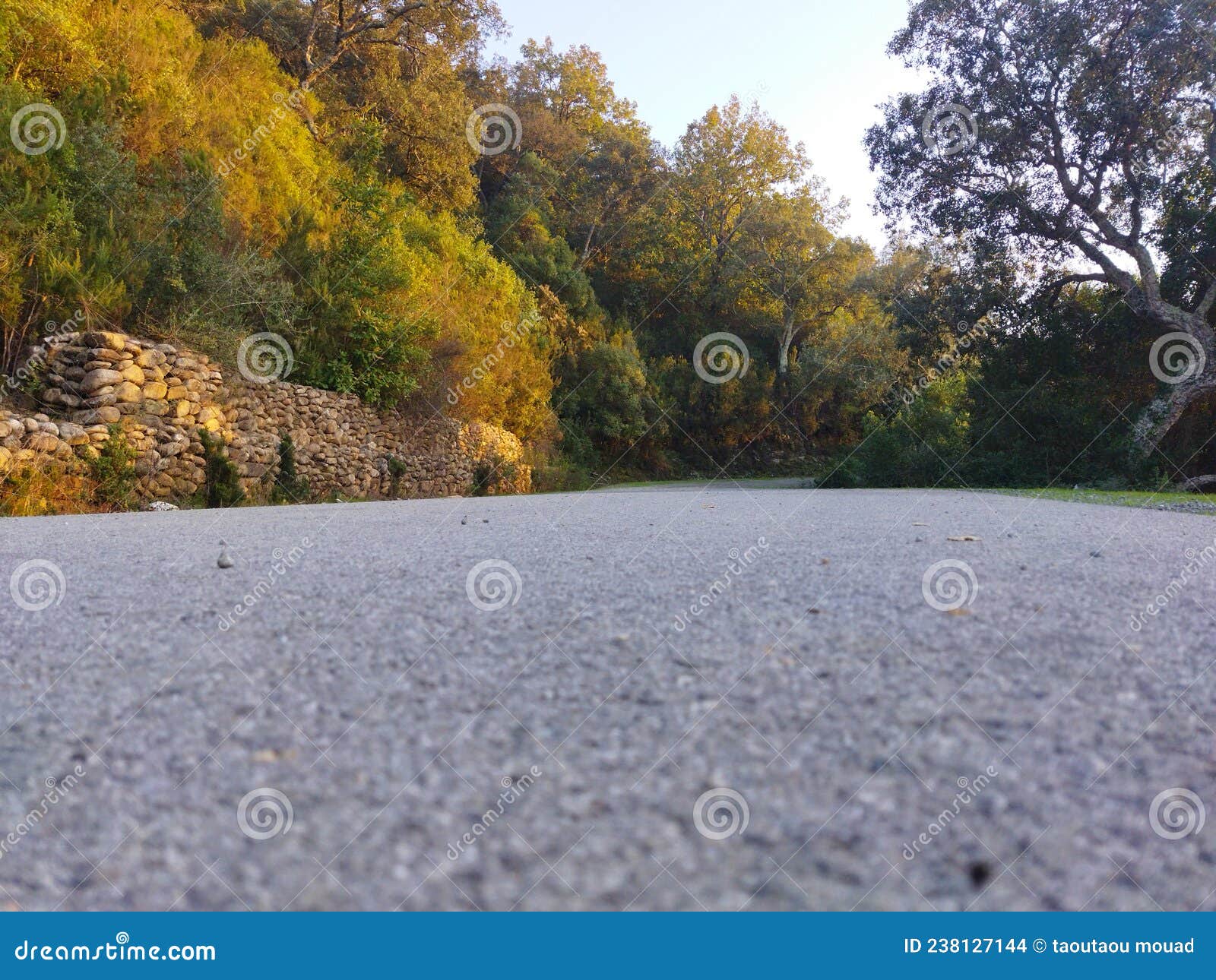 Green Trees and Forests on the Side of the Road Stock Photo - Image of ...