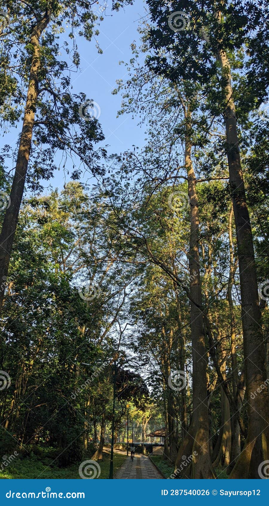 Green Trees with Fresh Air in the Middle of the City Stock Photo ...