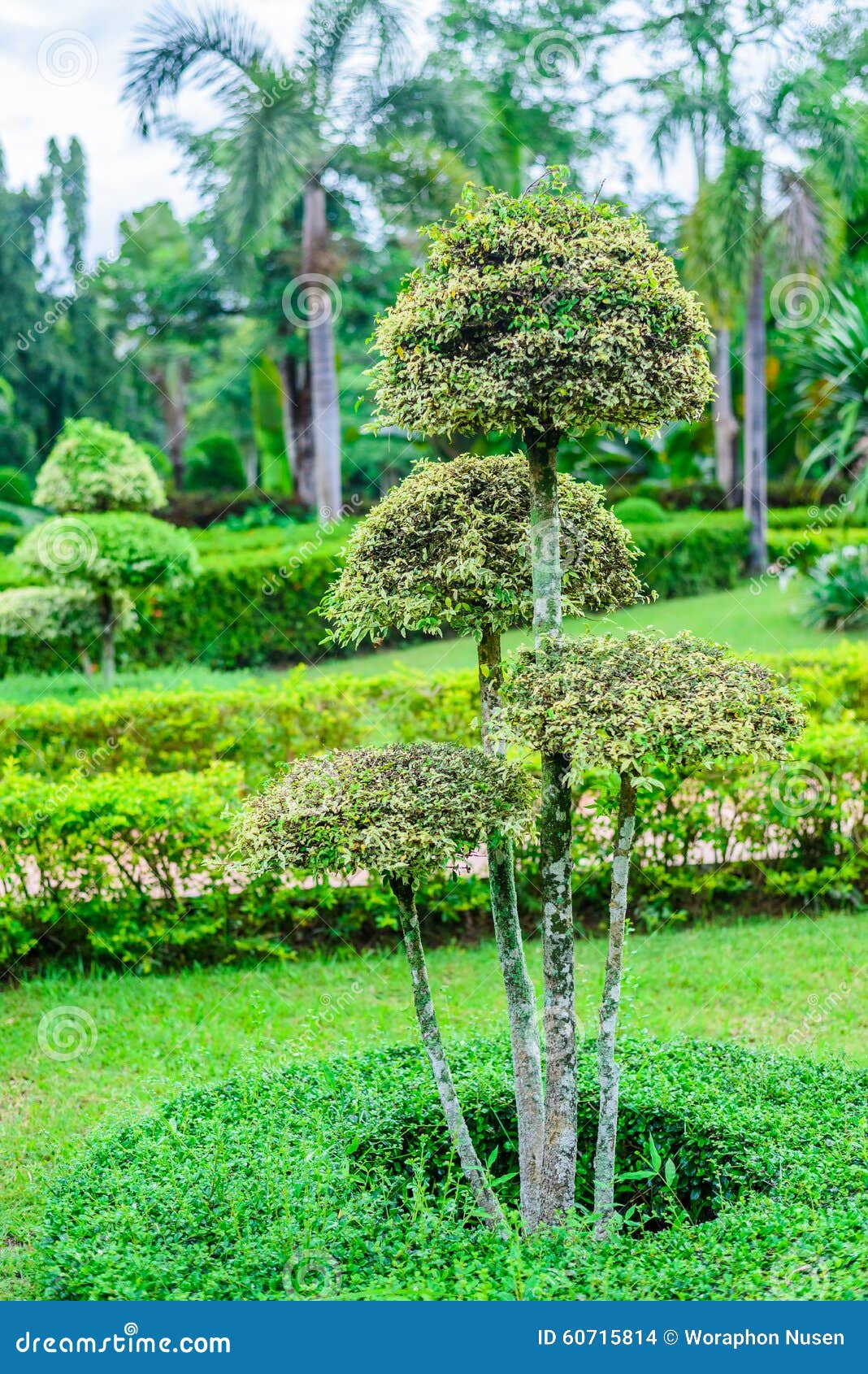 Green trees in the garden stock photo. Image of branch - 60715814