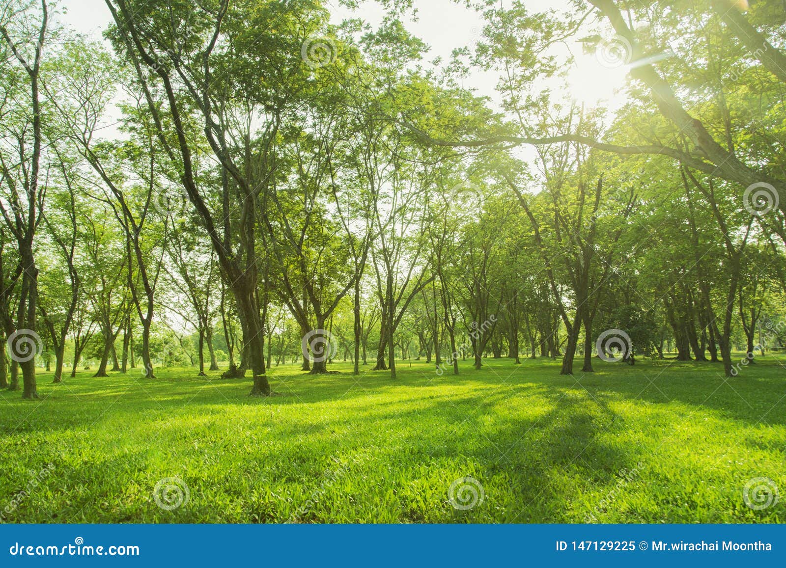 Green Trees and Gardens Beautiful Light in the Morning Stock Image ...