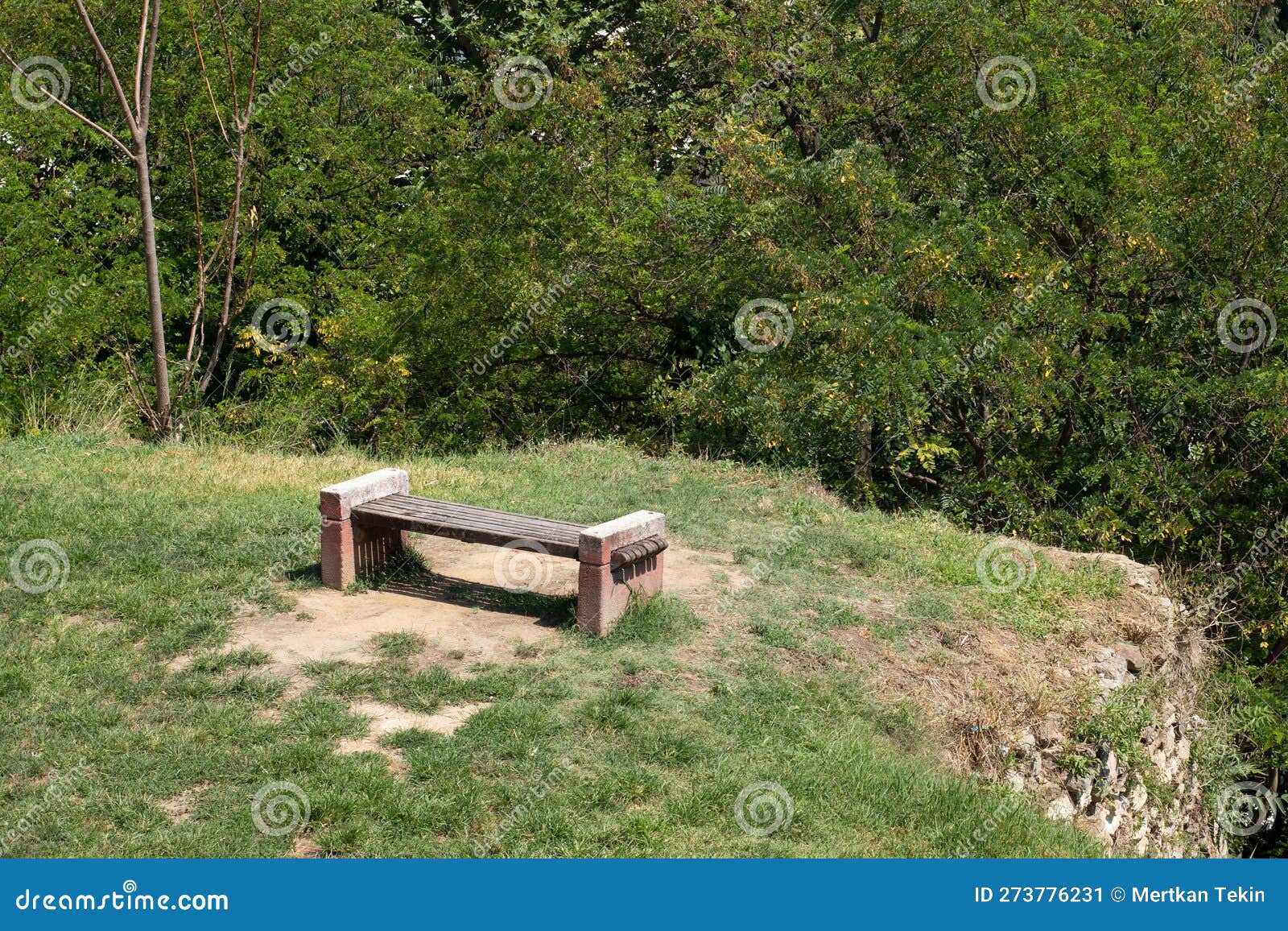 Green Trees, Grass and Bench, Beautiful Nature View in Forest Stock ...