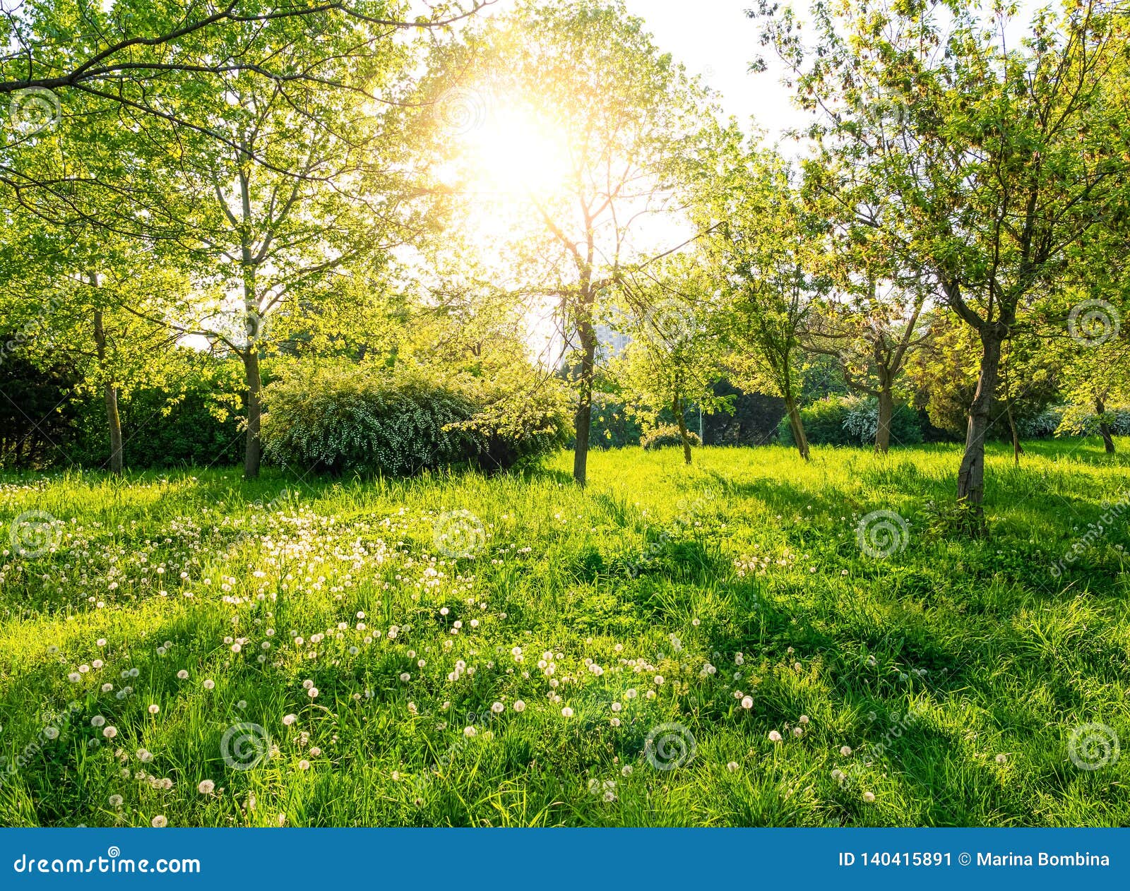 Green Trees and Grass at Sunny Day Stock Image - Image of nature ...