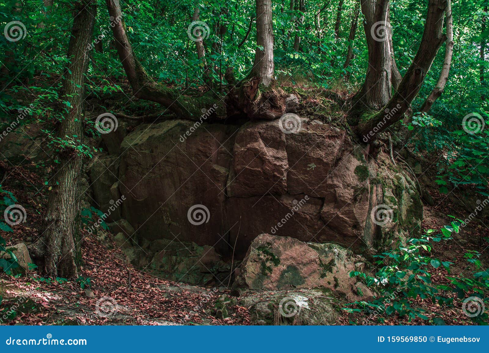 Trees grow from big stone stock photo. Image of grow - 159569850
