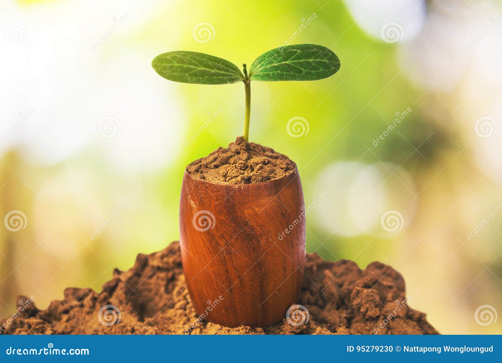 Green trees are growing. stock photo. Image of seed, leaf - 95279230
