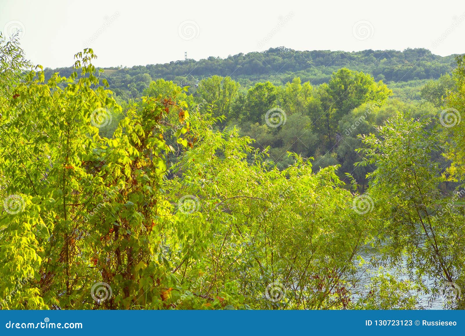 Green tree tops stock image. Image of leaves, beautiful - 130723123