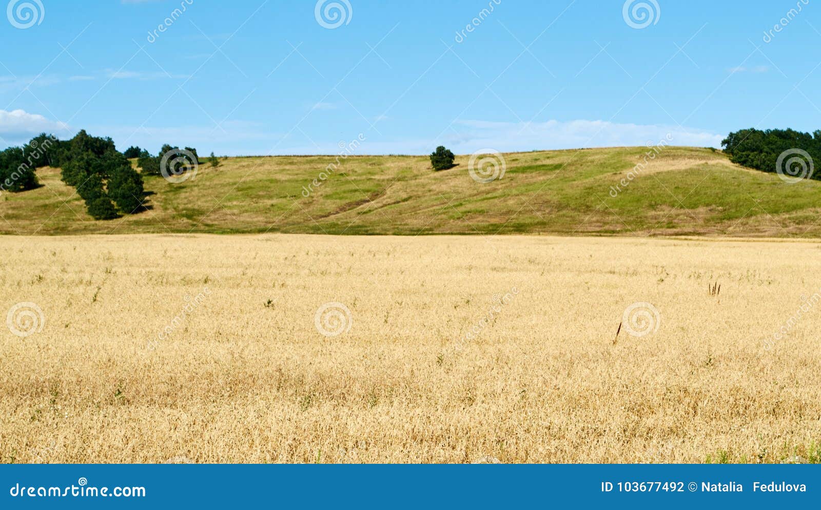 Big rye in the field stock photo. Image of sunny, geography - 103677492