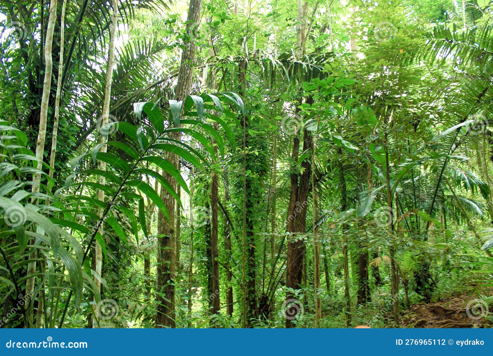 Green Trees of Indonesian Tropical Forest Stock Photo - Image of ...
