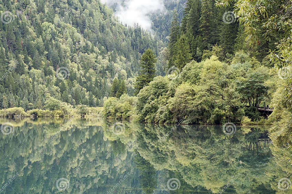 Green Trees and Inverted Image in Water Stock Image - Image of pine ...
