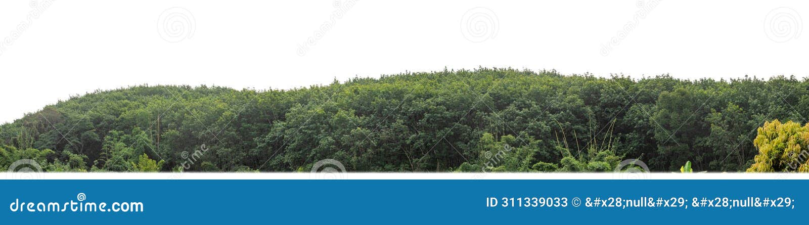 Green Trees Isolated are Forest on White Background, High Resolution ...