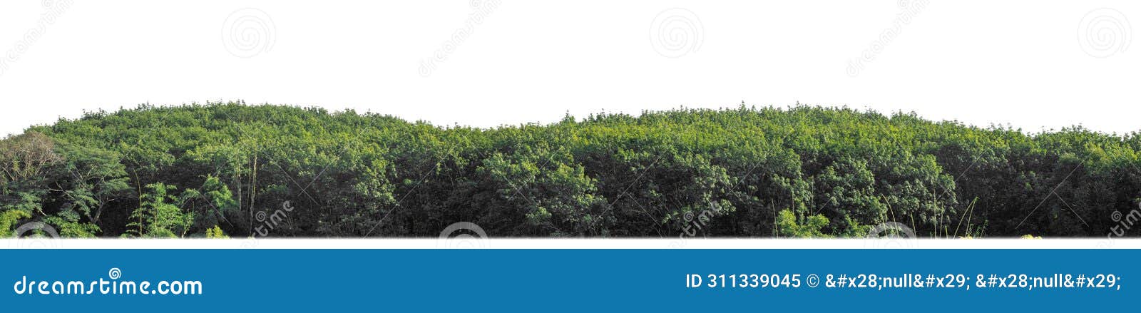 Green Trees Isolated are Forest on White Background, High Resolution ...